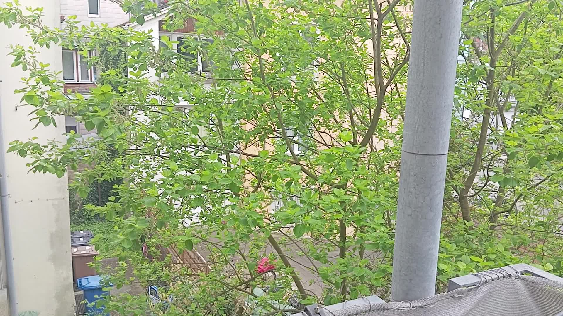 VID_20240424_123445